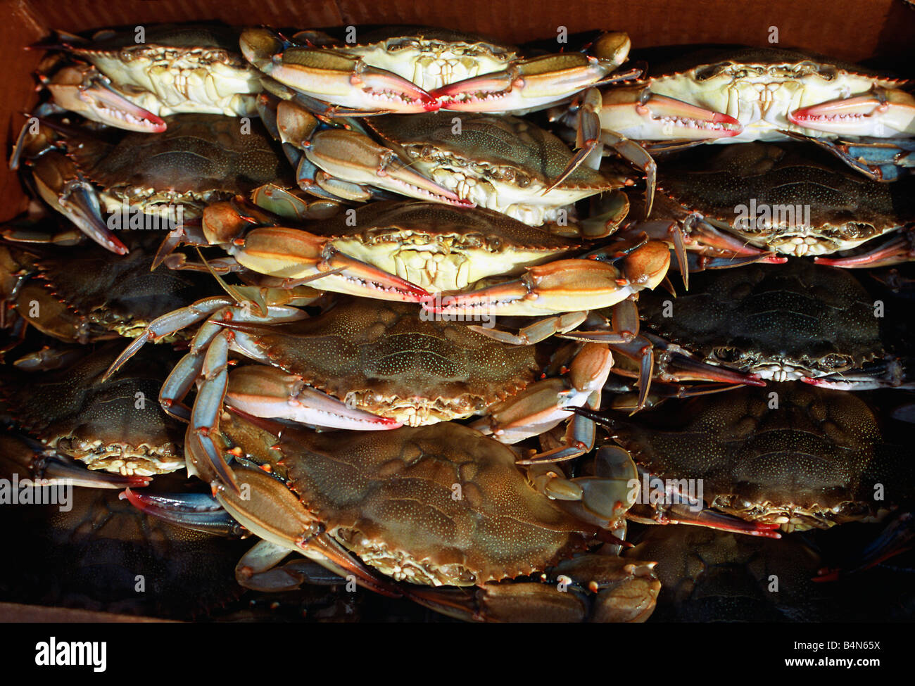 Soft shelled crab hi-res stock photography and images - Alamy