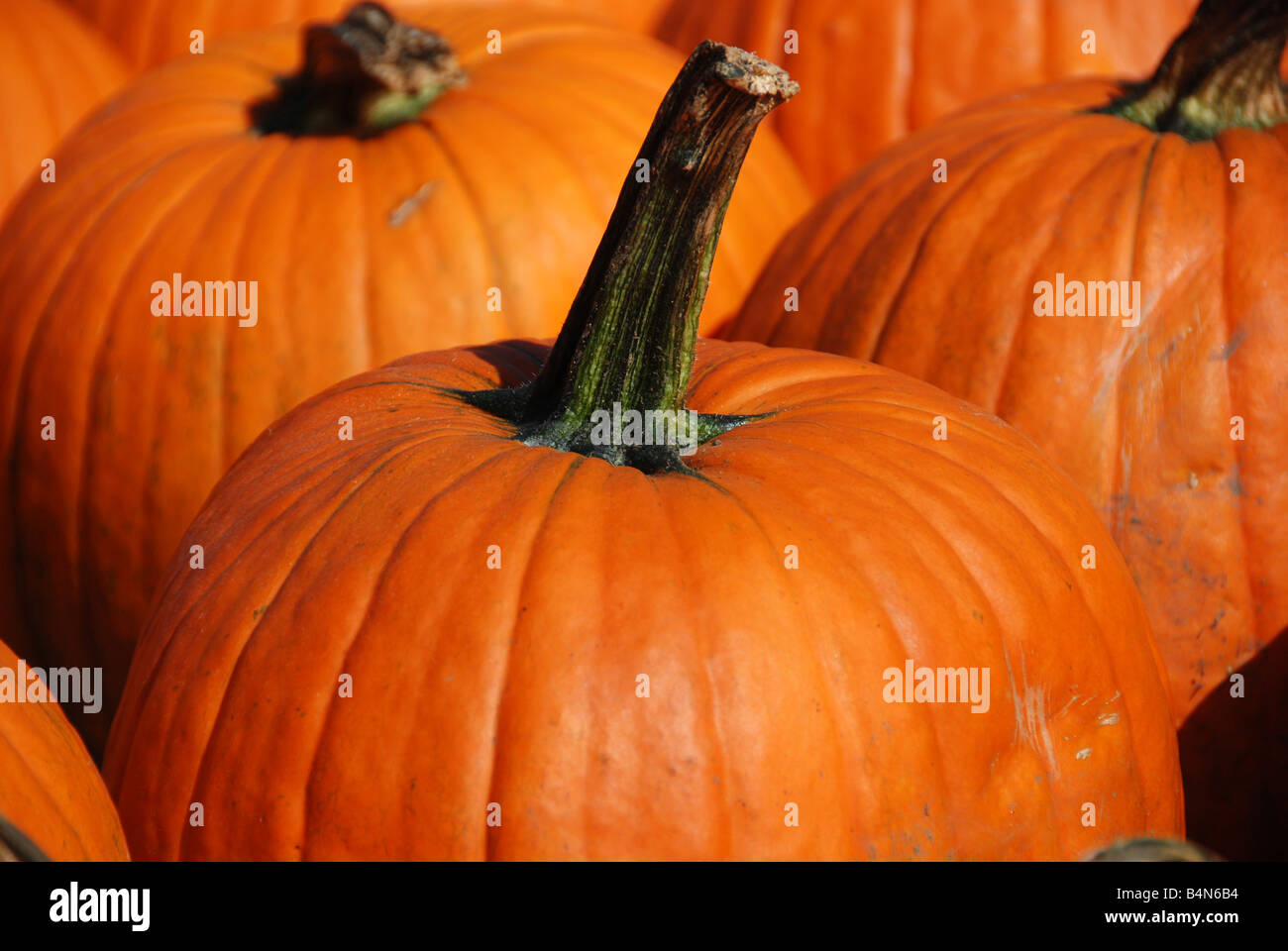 Jack stem hi-res stock photography and images - Alamy