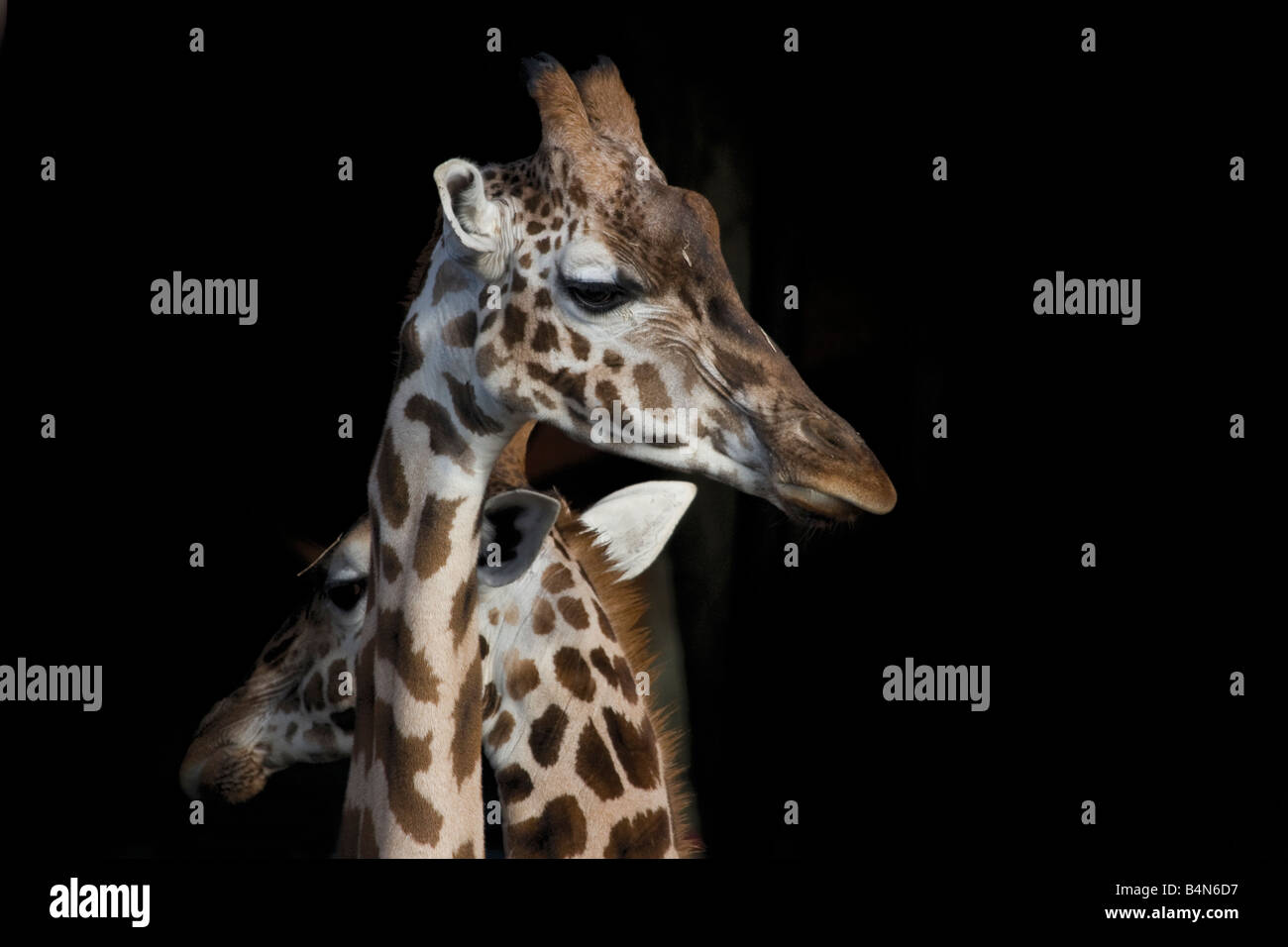 Giraffe head shot with black background Stock Photo - Alamy