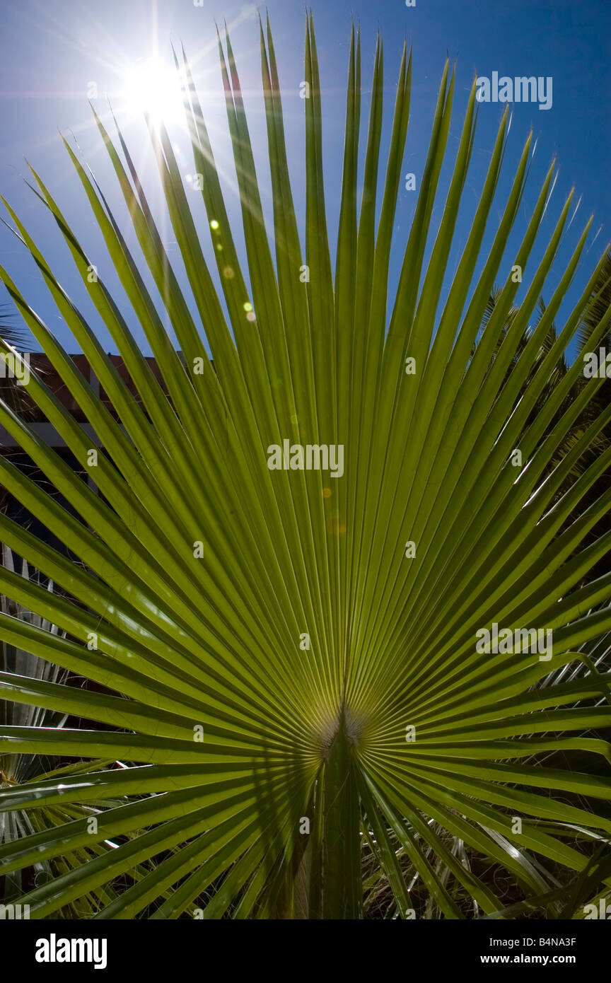 Bright sun filters with its ray of lights through a green palm leaf ...