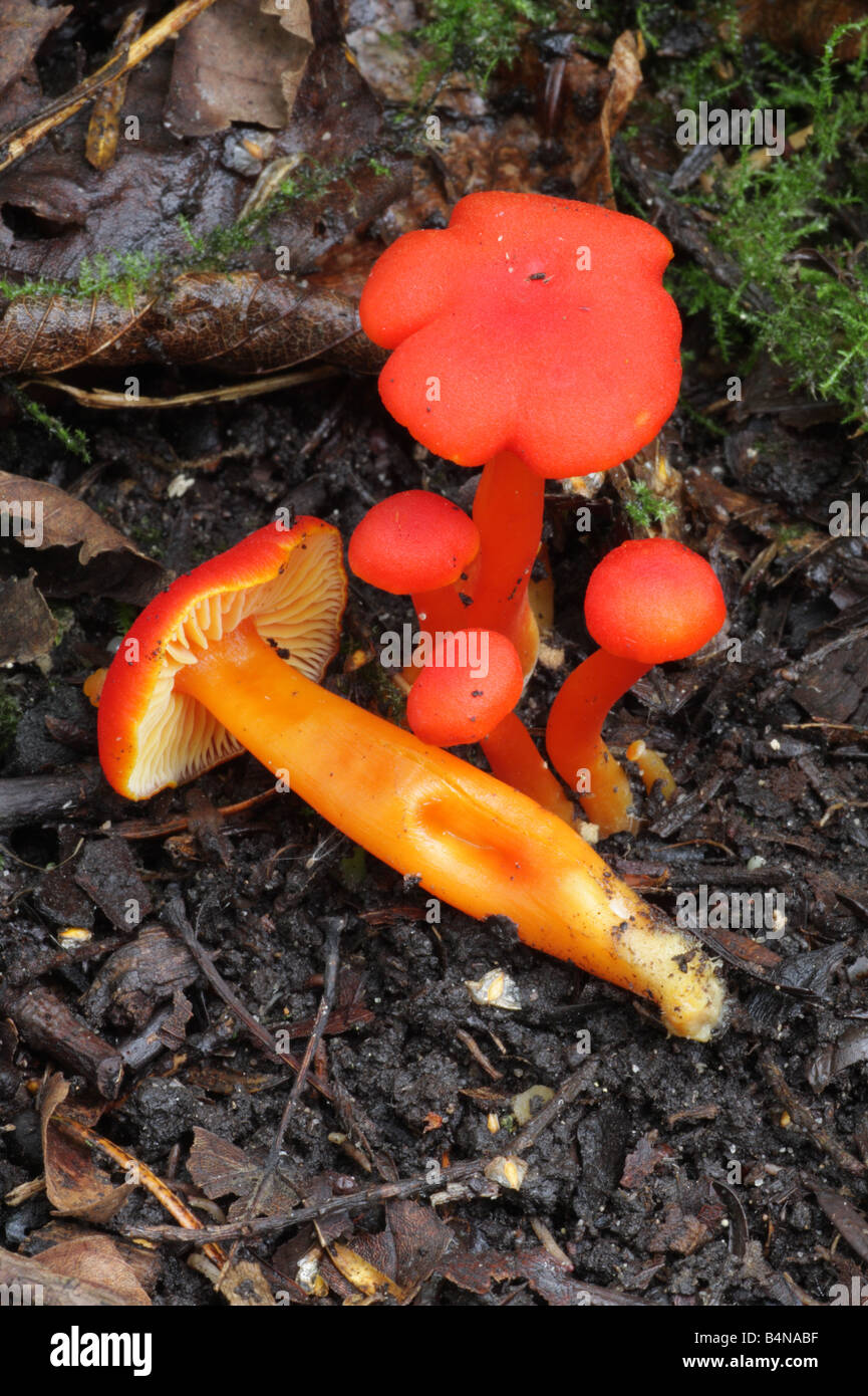 Scarlet Waxcap - Hygrocybe coccinea Stock Photo - Alamy