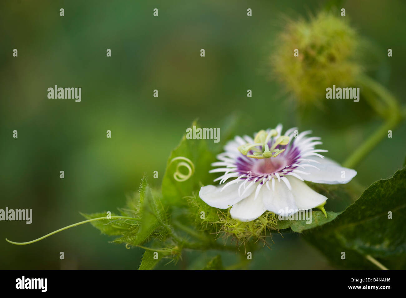 Passiflora Foetida . Stinking passionflower. India Stock Photo - Alamy