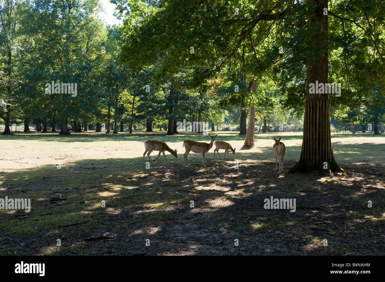 Deer at La Haute-Touche zoo, Indre, France Stock Photo - Alamy