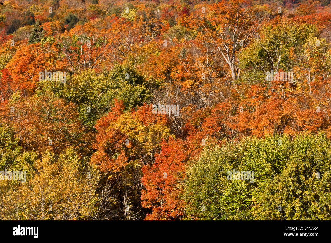 Fall colour among the deciduous forest of Algonquin Provincial Park in ...