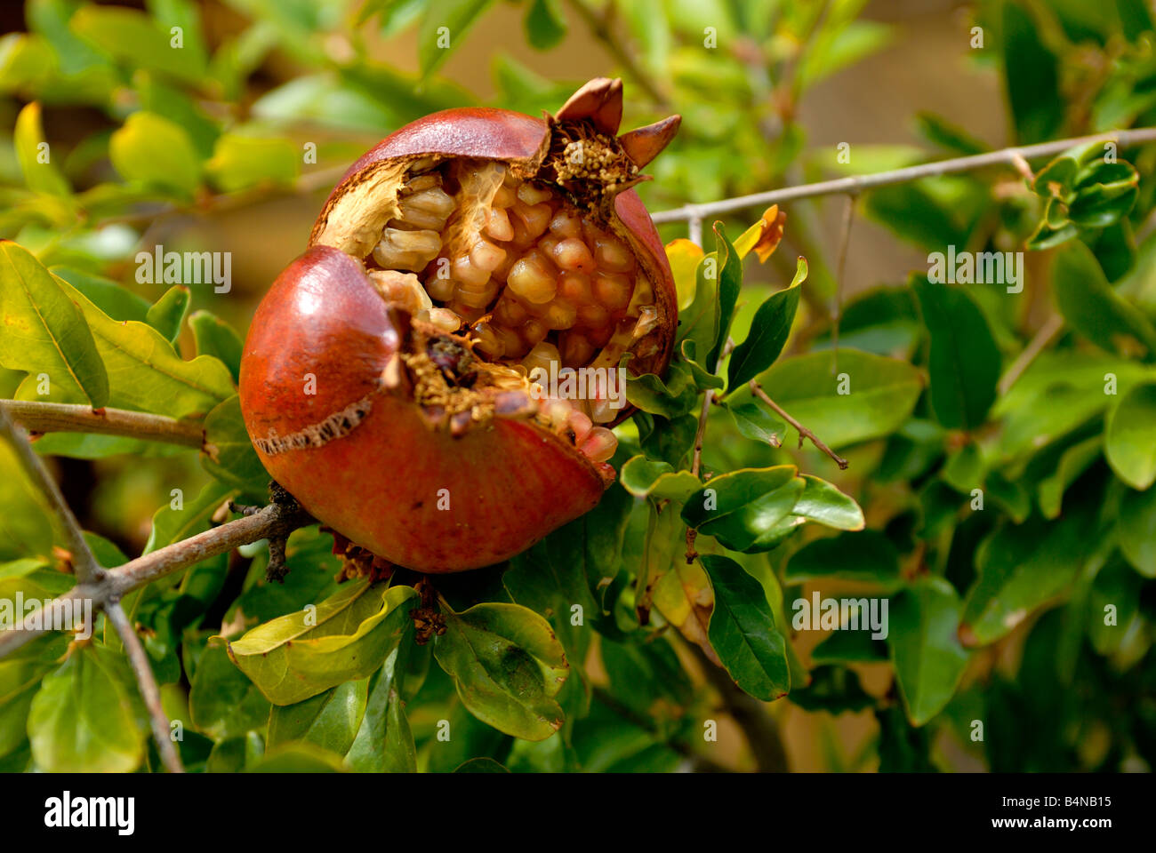Pomegranate crops hi-res stock photography and images - Alamy