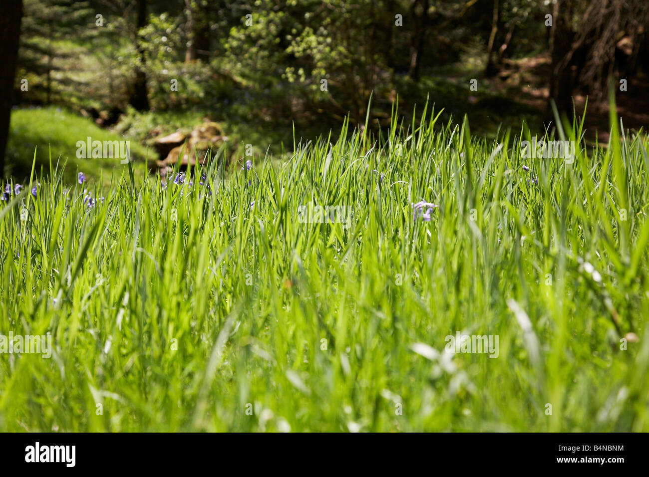 Bluebells in lush grass in Brecon Beacons Stock Photo - Alamy