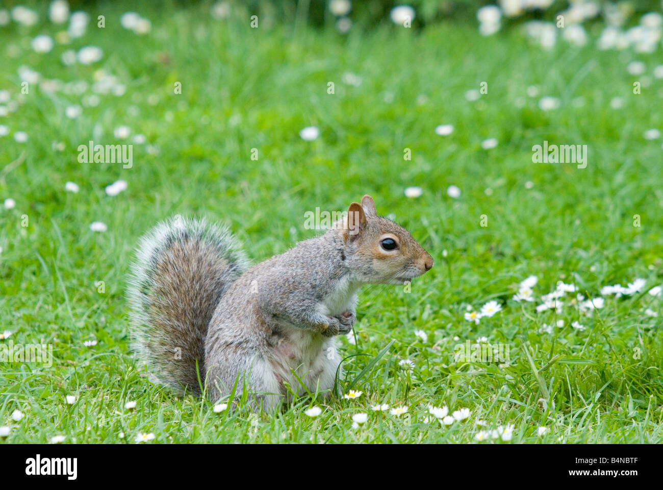 Grey Squirrel on lawn Stock Photo - Alamy