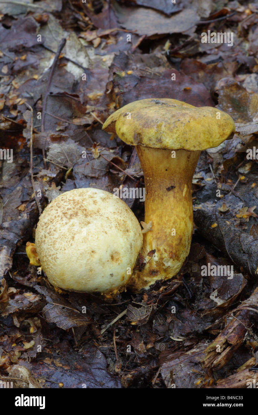 Parasitic bolete hi-res stock photography and images - Alamy