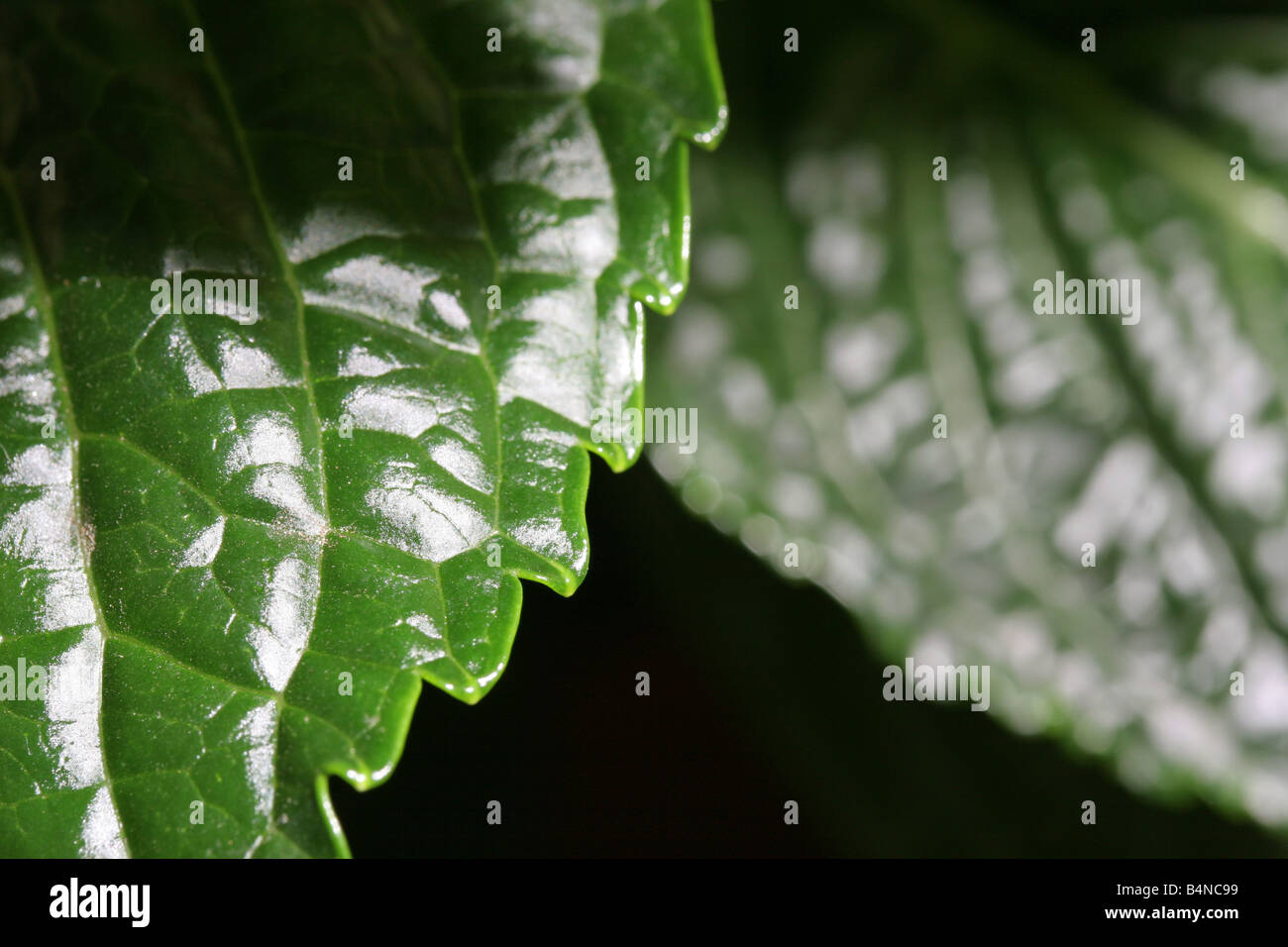 Close-up shot of green leaves Stock Photo - Alamy