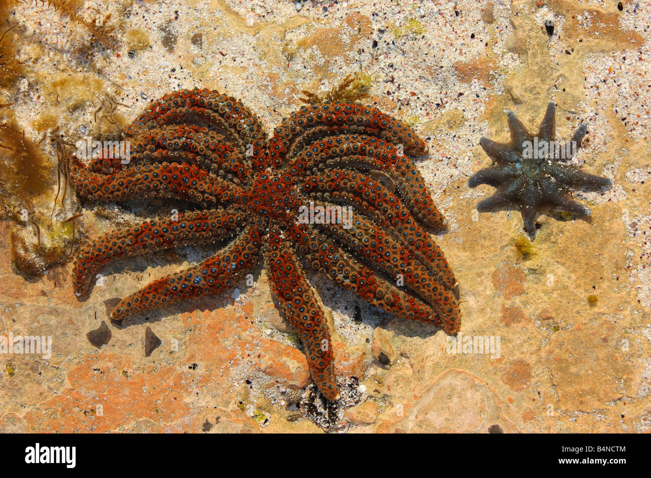 Australia starfish hi-res stock photography and images - Alamy