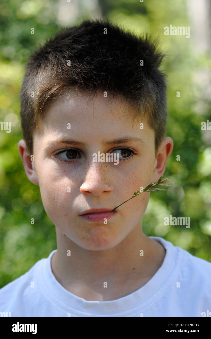 a child chewing a blade of grass Stock Photo - Alamy