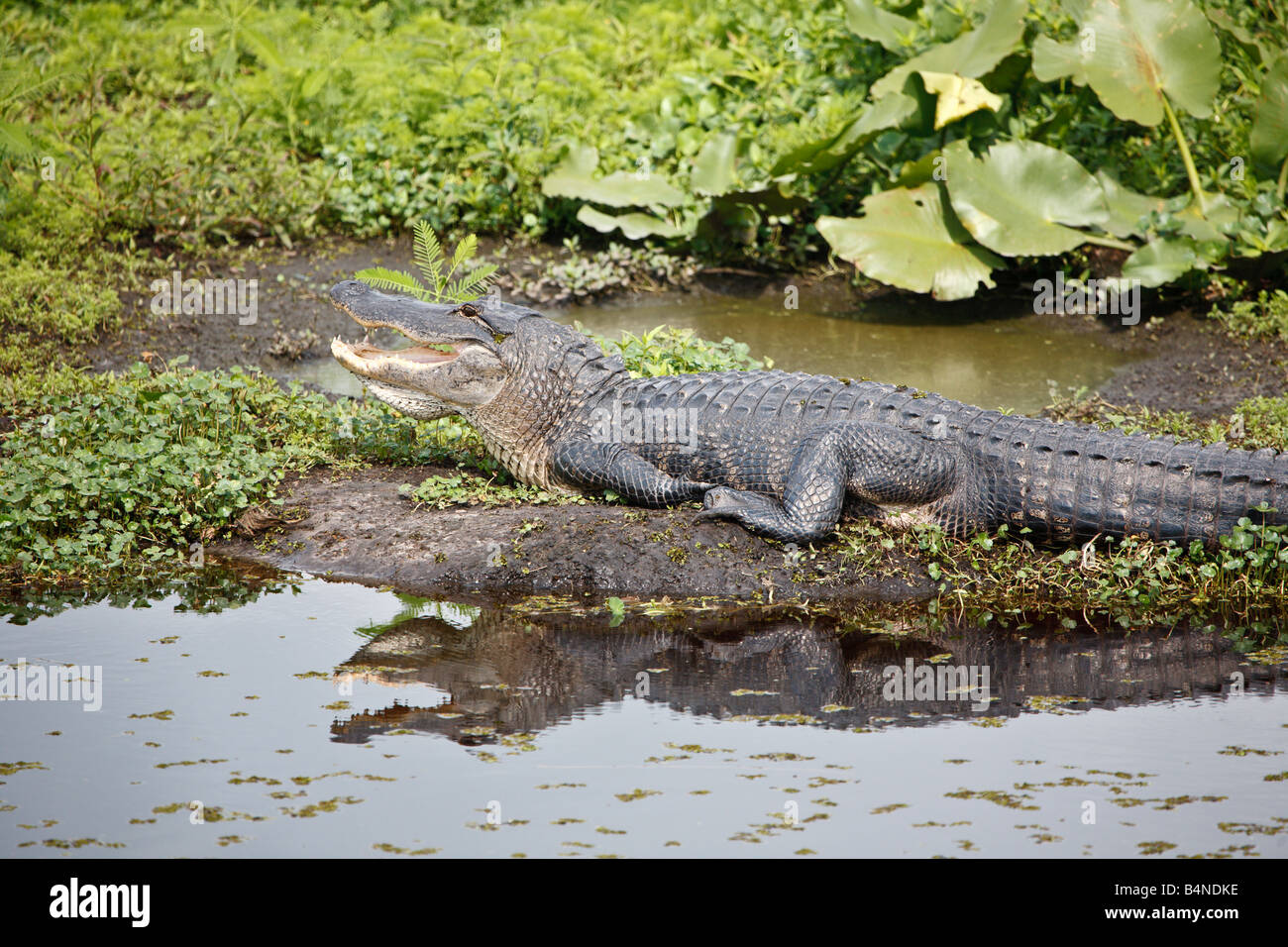 American Alligator basking in sun at Paynes Prairie State Preserve in ...