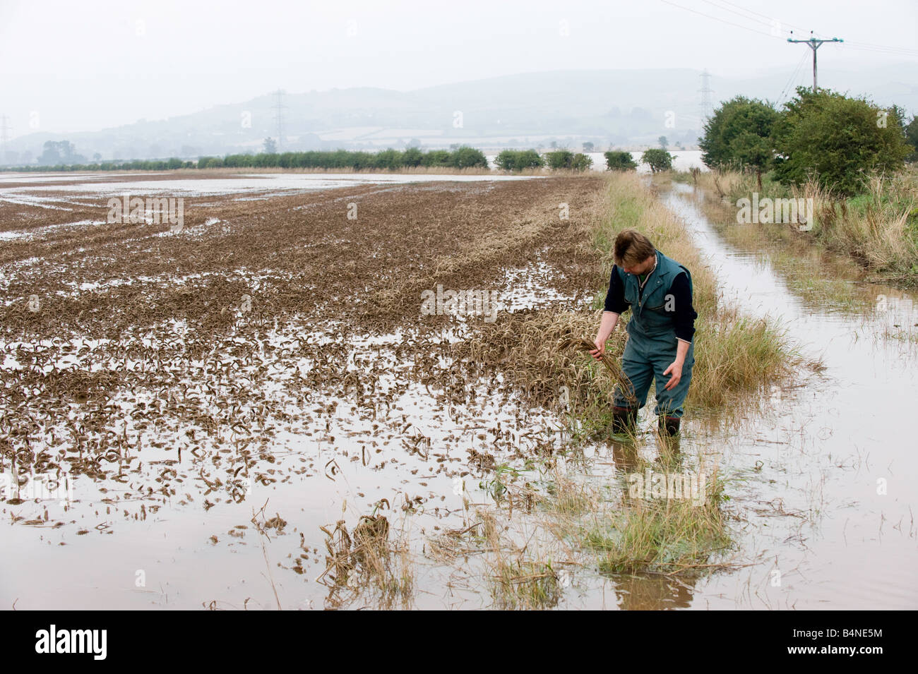 Farmer inspecting damage in flooded wheat field Wooler Northumberland ...