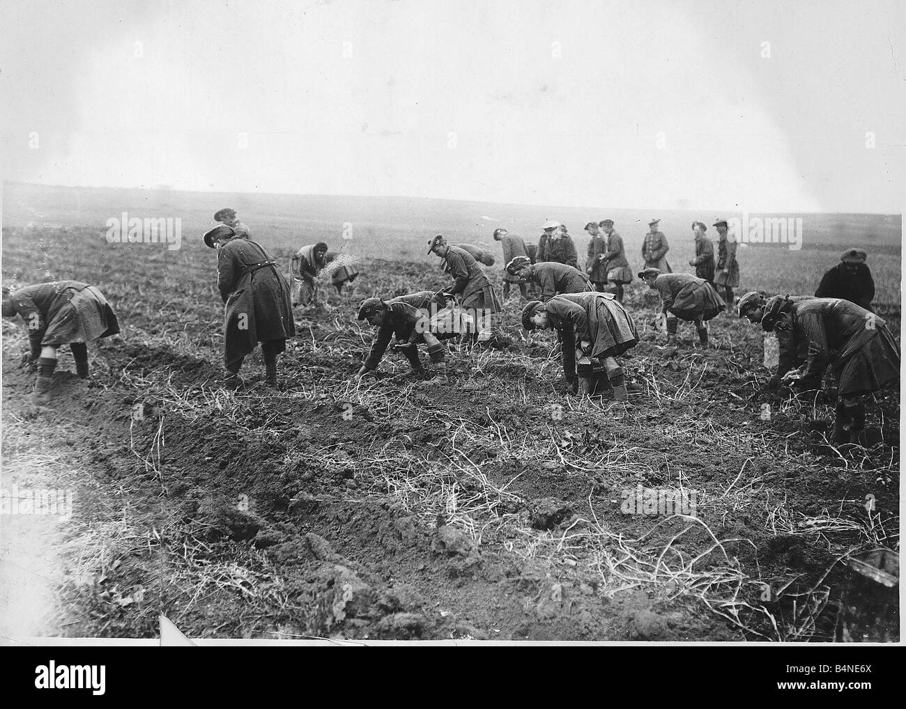 World War One Seaforth Highlanders helping French to gather their ...