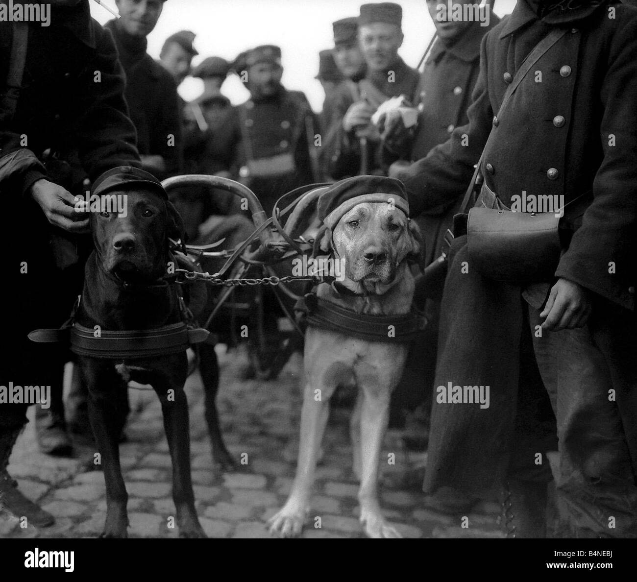 Belgians decorate their dogs with hats of German soldiers 1914 Dogs ...