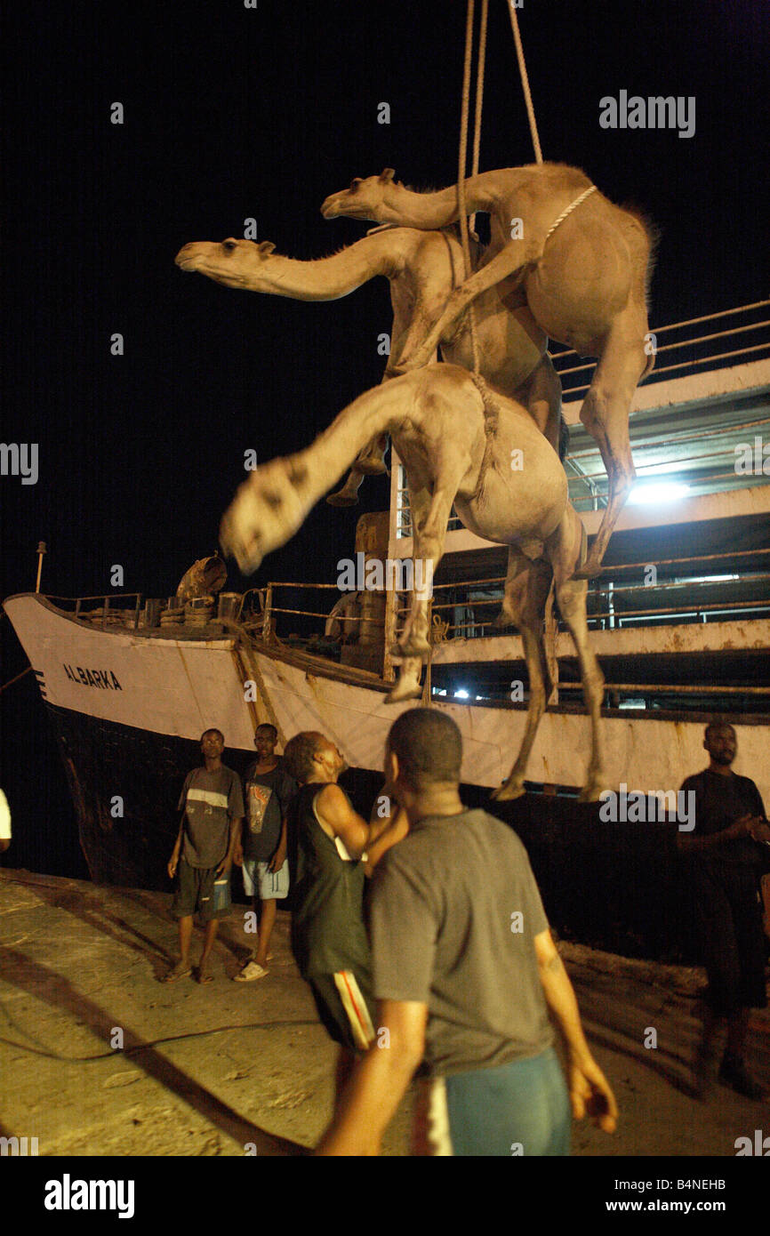 Camels are loaded onto ship for export, Berbera port, Somaliland ...