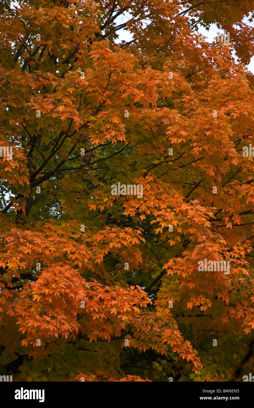 Maple tree showing it's changing fall color leaves Stock Photo - Alamy