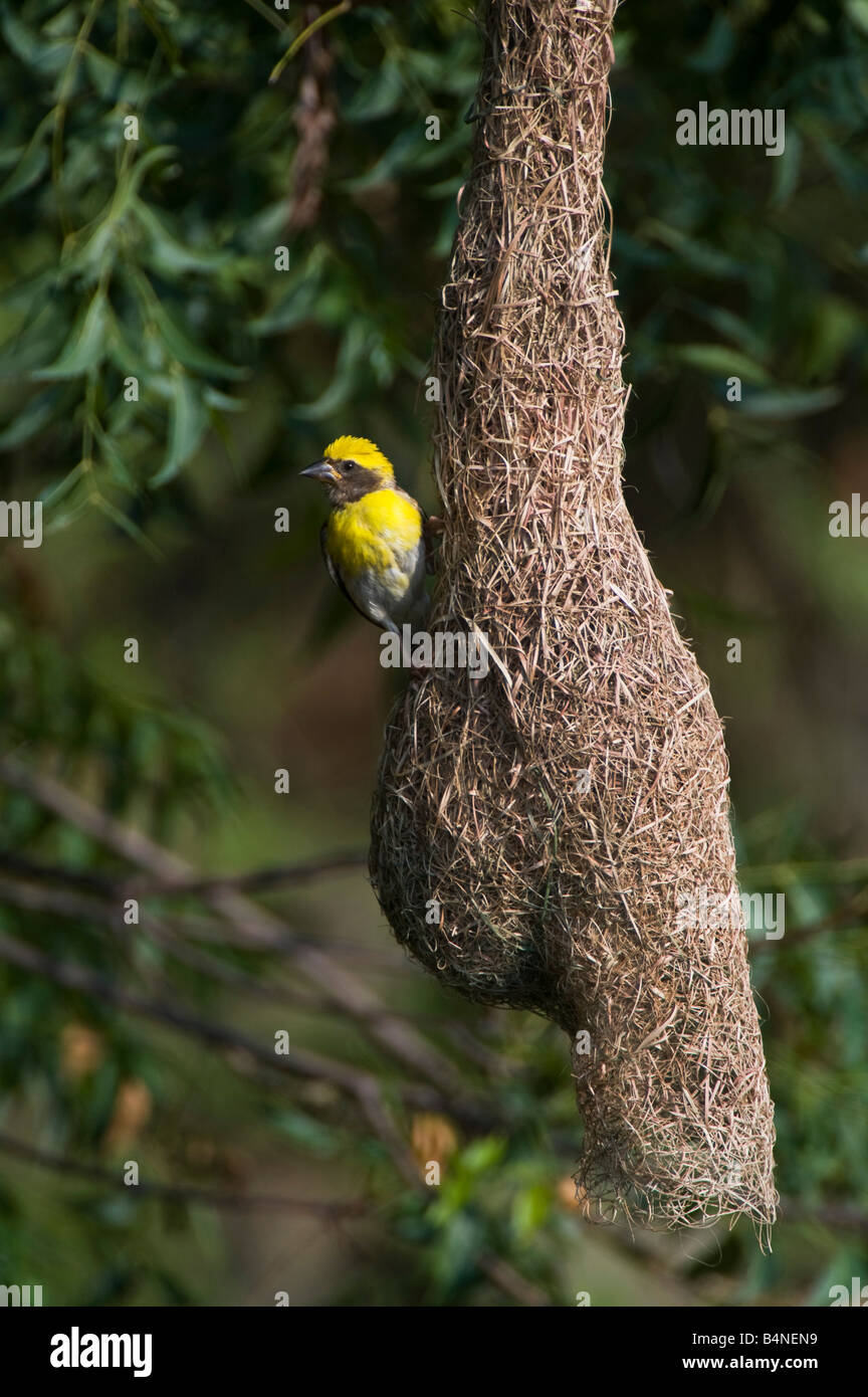 Baya weaver flock hi-res stock photography and images - Alamy