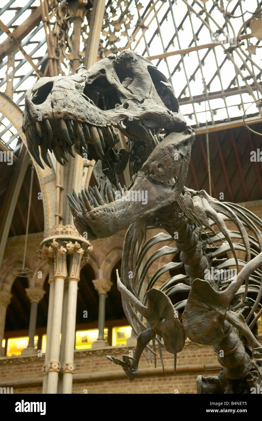 The Tyrannosaur Rex Skeleton T Rex at the Oxford Natural History Museum ...