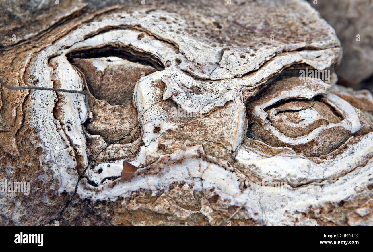 Close up stromatolites oncolites fossil hi-res stock photography and ...