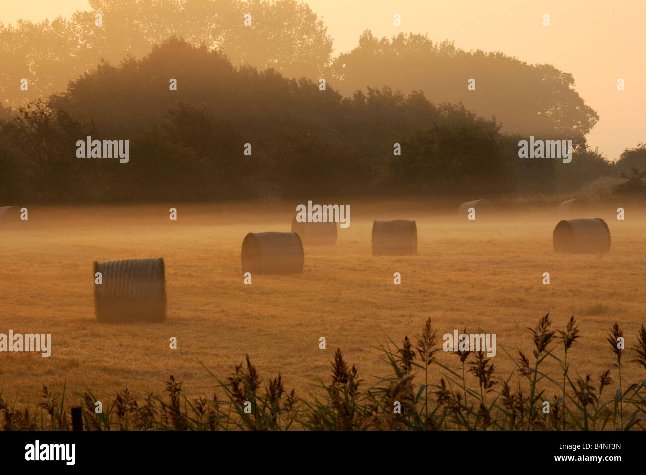 Mist field norfolk england hi-res stock photography and images - Alamy