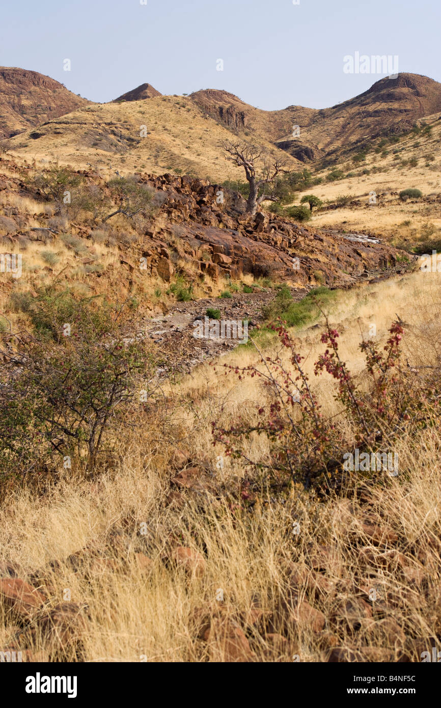 Damaraland damara land Namibia Africa desert tree Stock Photo - Alamy