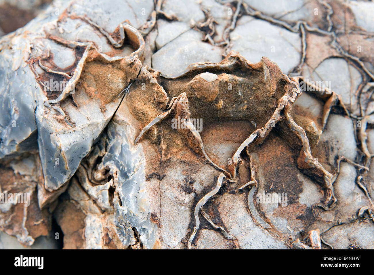 Close up of stromatolites & oncolites fossil records in Otavi ...