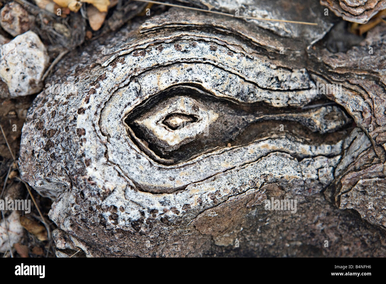 Close up of stromatolites & oncolites fossil records in Otavi ...
