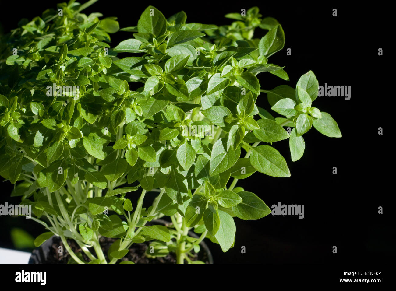 Basil plant raw herb hi-res stock photography and images - Alamy
