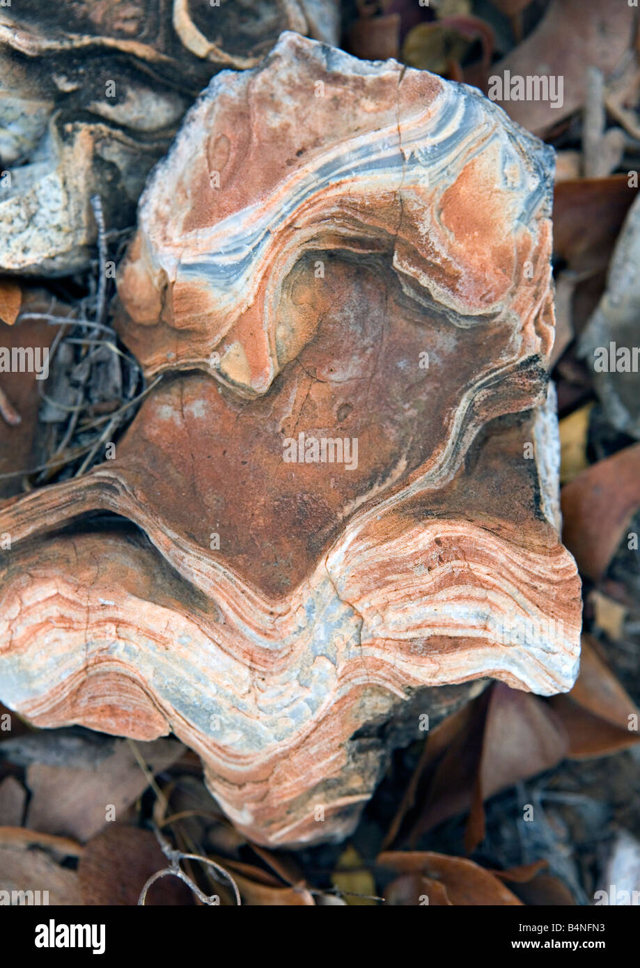 Close up stromatolites oncolites fossil hi-res stock photography and ...