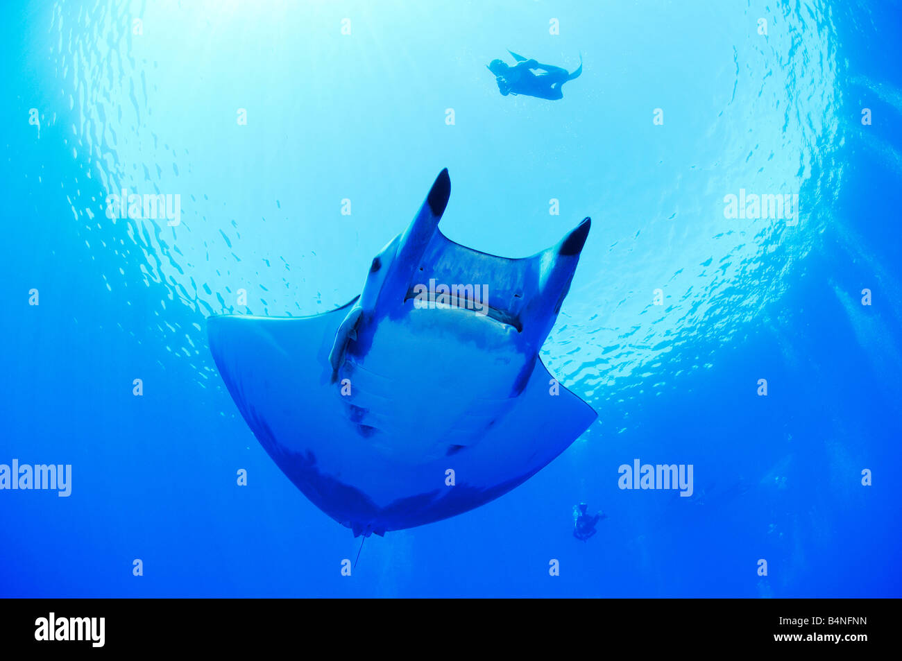 Mobula tarapacana devil ray devil fish with scuba divers, Azores Stock ...