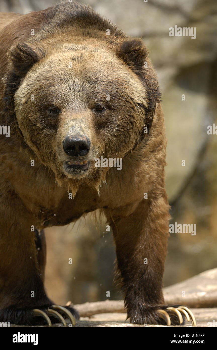 Caught being the subject of this Grizzly Bear's interest Stock Photo ...