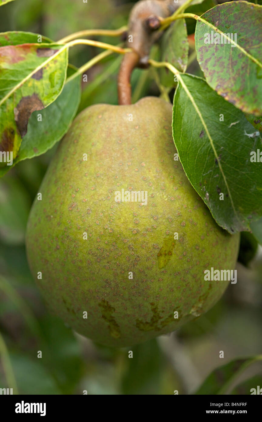 Pear on tree pyrus communis hi-res stock photography and images - Alamy