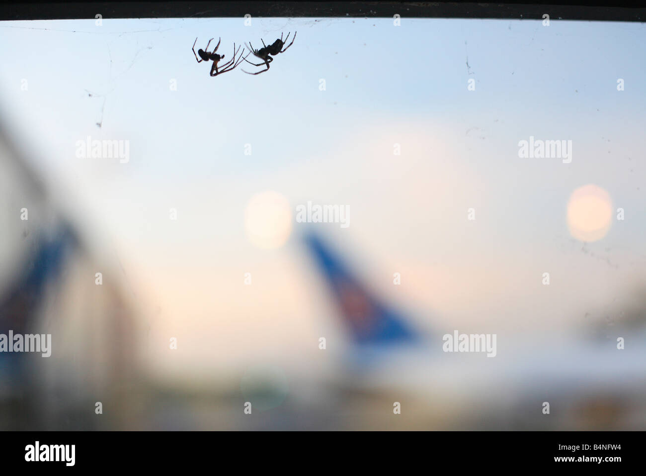 Fighting Spiders High Resolution Stock Photography and Images - Alamy