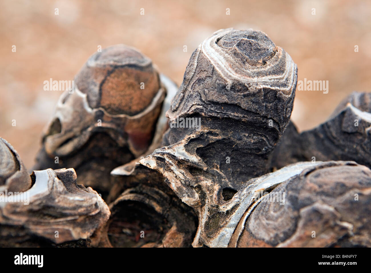 Cyanobacteria fossil hi-res stock photography and images - Alamy