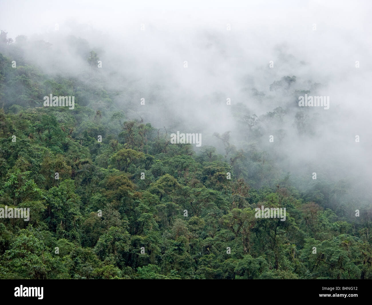 Quito Ecuador Pahuma Rainforest Cloud-forest Nebelwald nature reserve ...