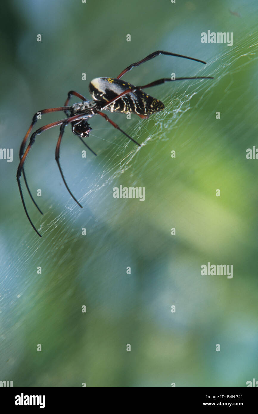 Malgasy silk spider Stock Photo - Alamy