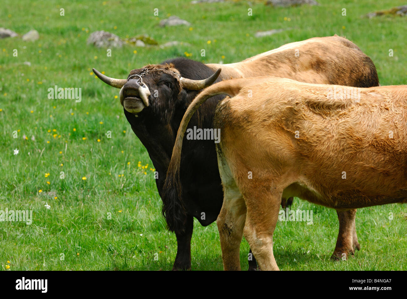 Flehmen position of an Aubrac bull checking the heat of an Aubrac cow ...