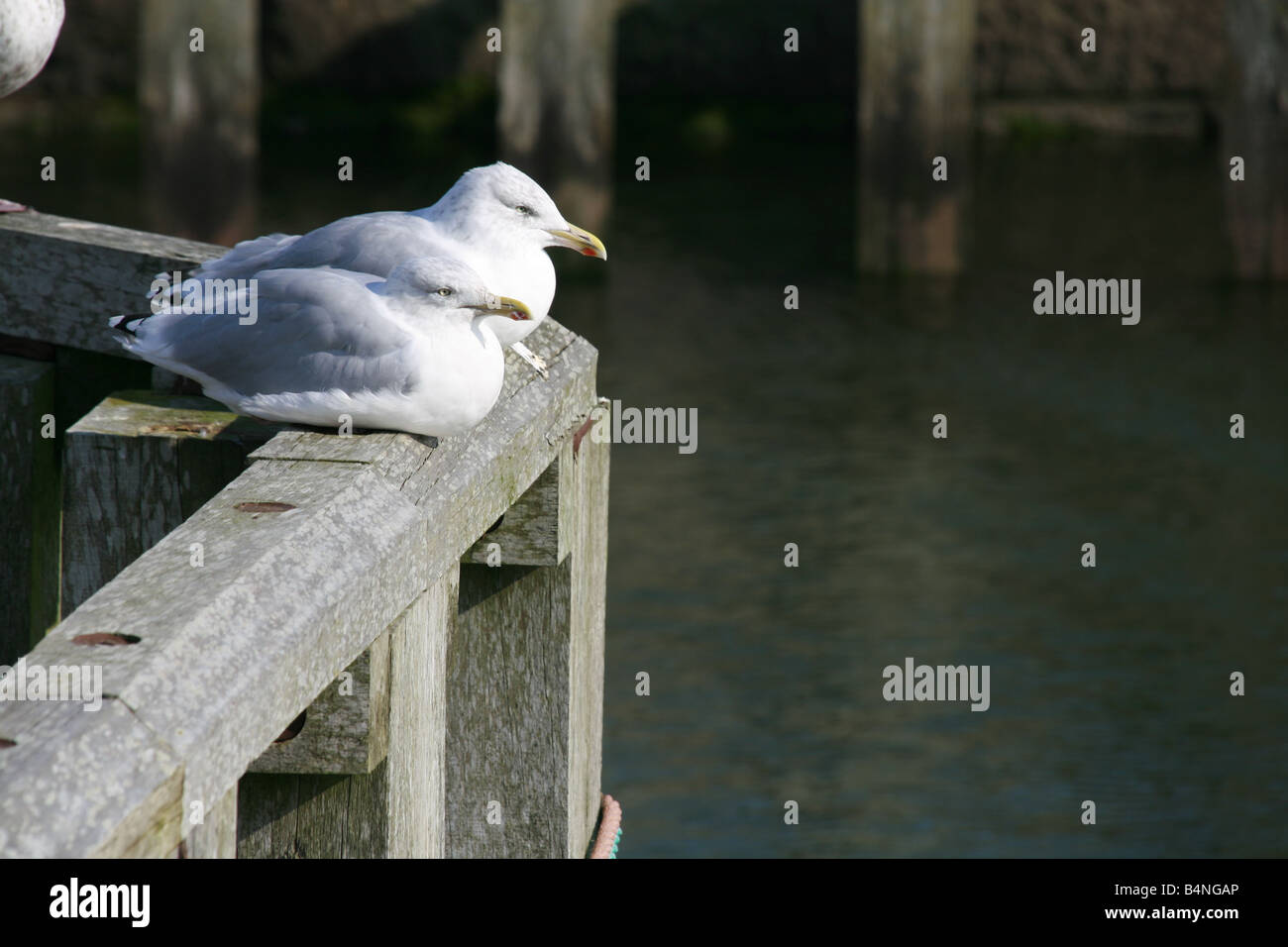 two sea gulls sitting on harbour mooring in sun Stock Photo - Alamy
