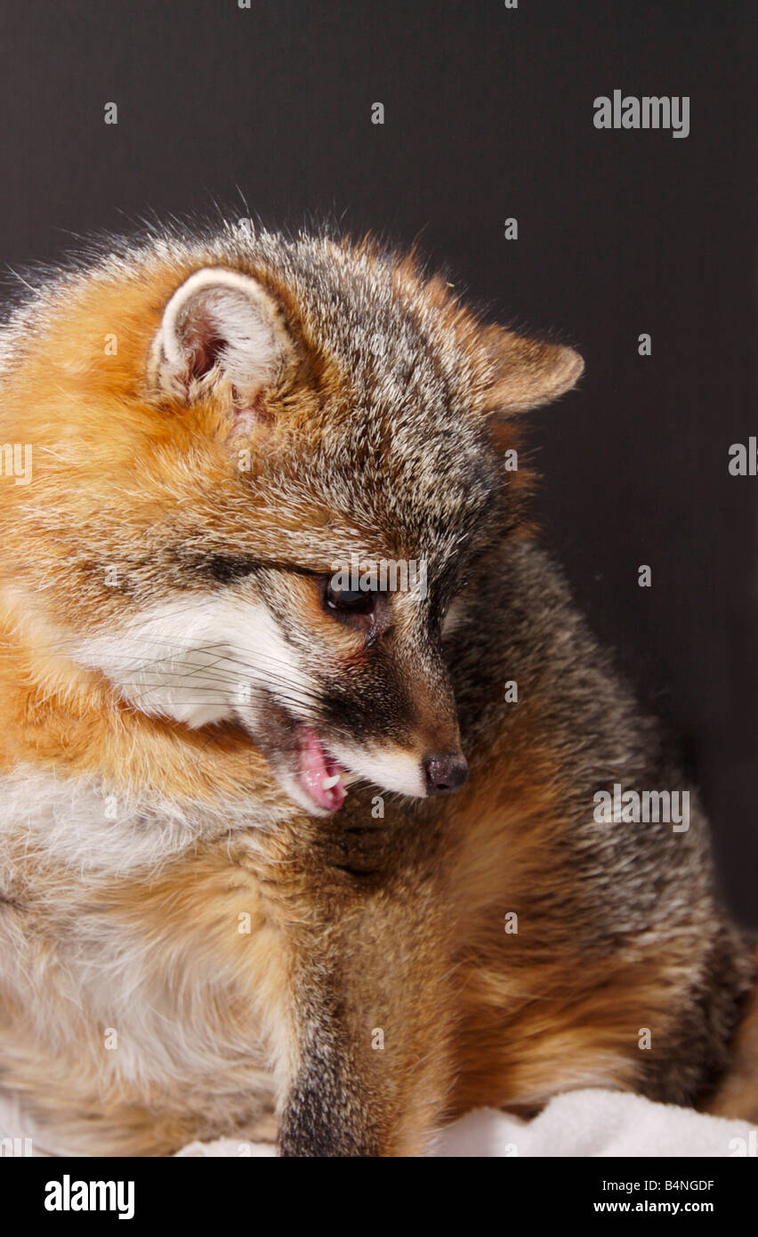 Grey fox fur hi-res stock photography and images - Alamy