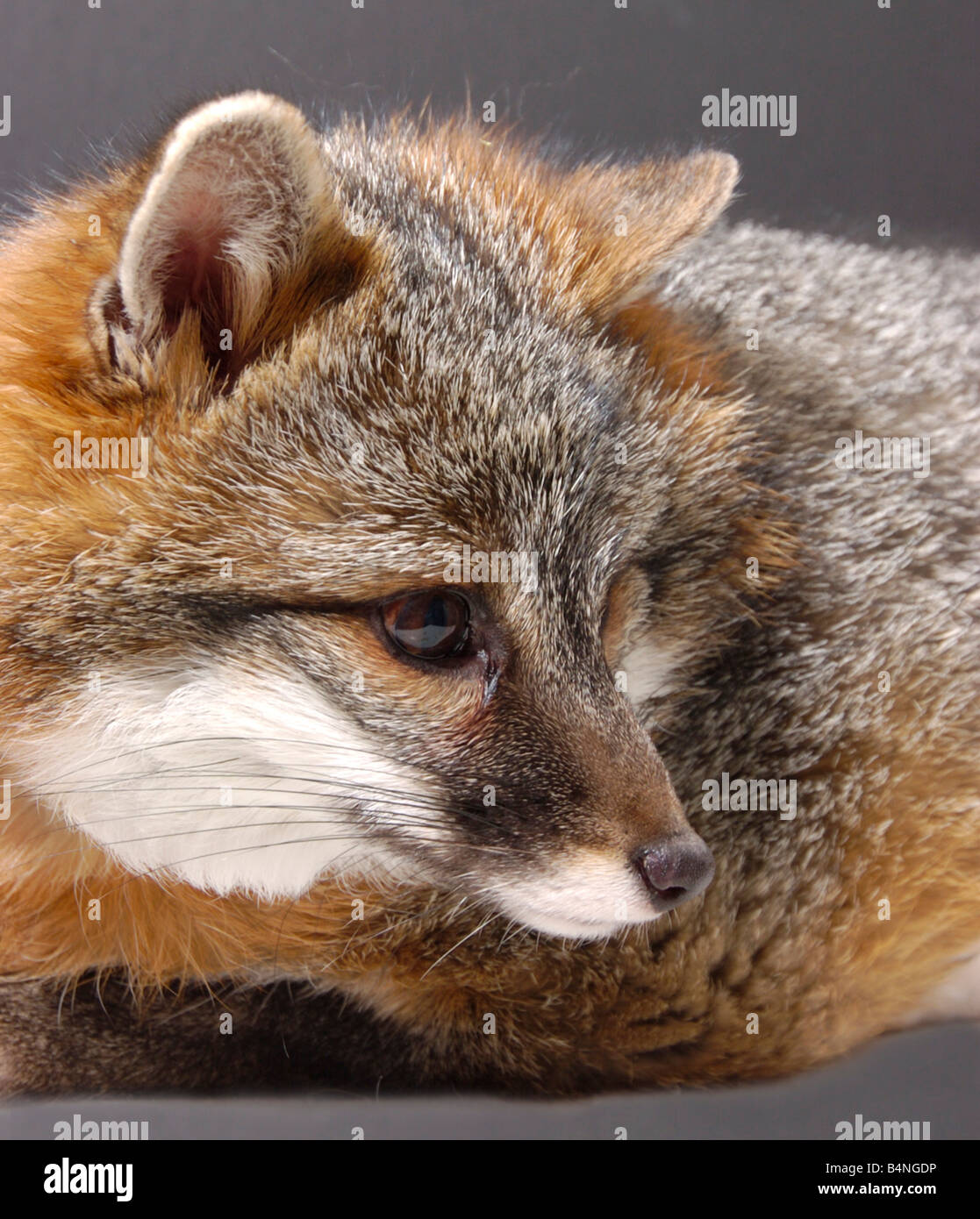 Todd the fox hi-res stock photography and images - Alamy