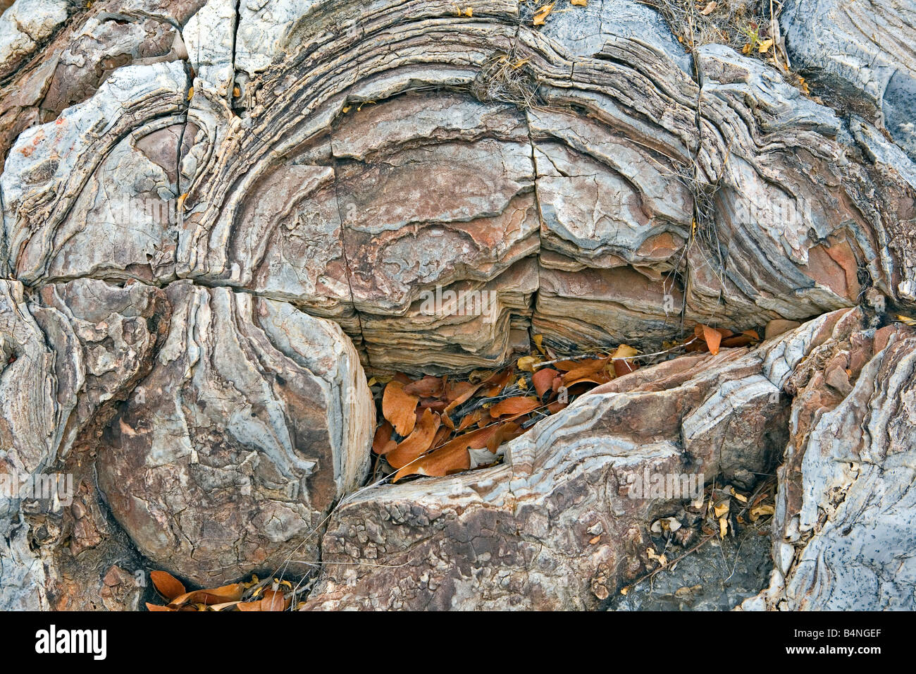 Close up of stromatolites & oncolites fossil records in Otavi ...