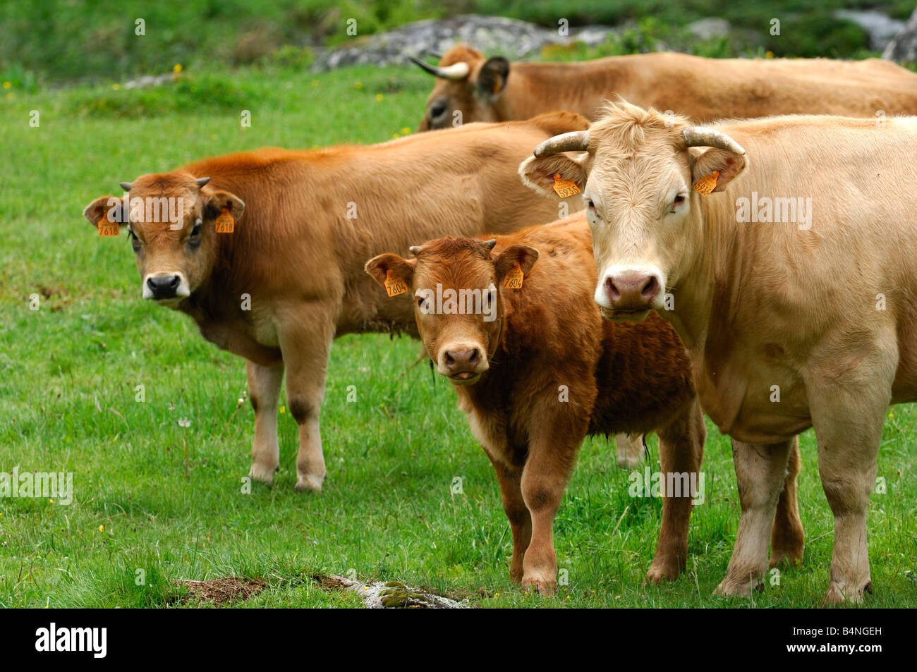 Aubrac mother cow with calves, breeding bull in the back, Aubrac breed ...