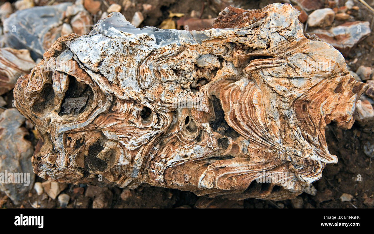 Close up of stromatolites & oncolites fossil records in Otavi ...