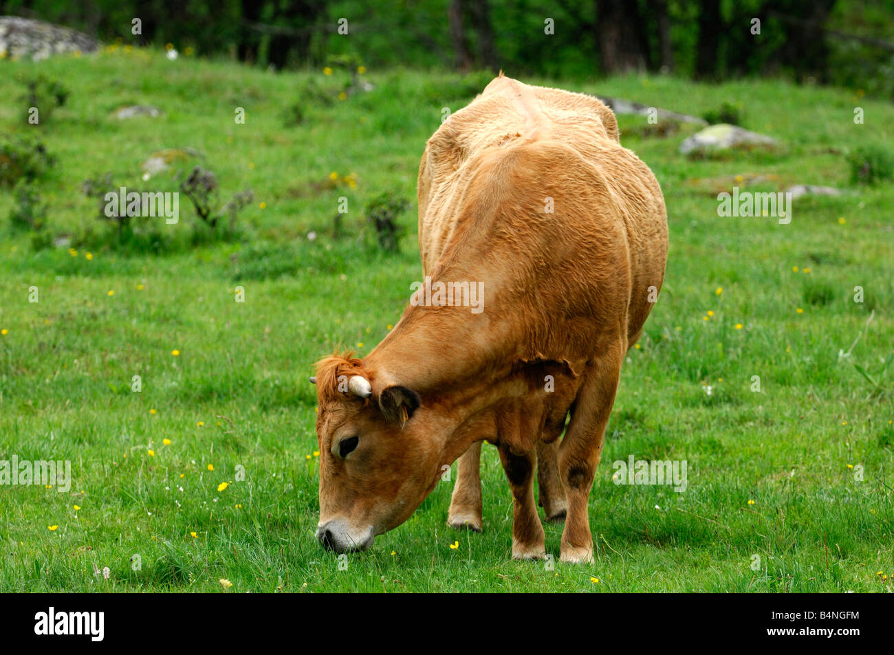 Grazing Aubrac cow Aubrac breed Stock Photo - Alamy