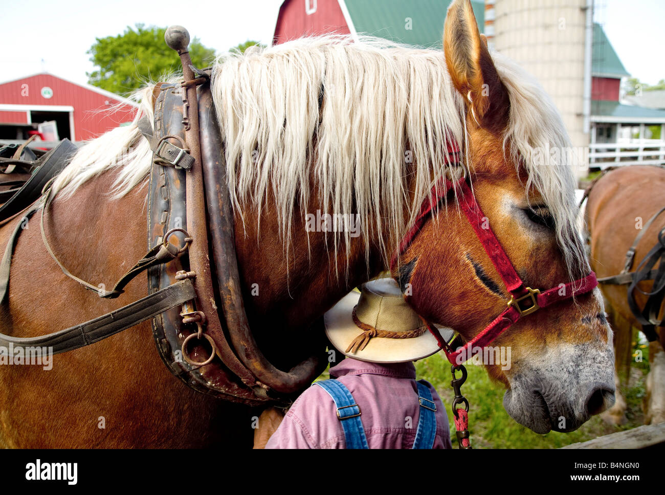Harnessing a Belgian Draft Horse on a southern Wisconsin farm Stock ...