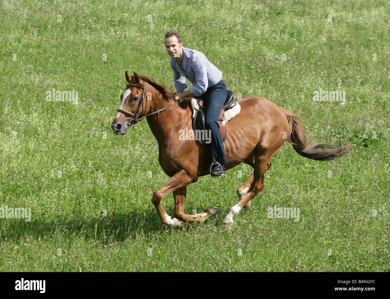 Man galopping on horseback across a green meadow Stock Photo - Alamy
