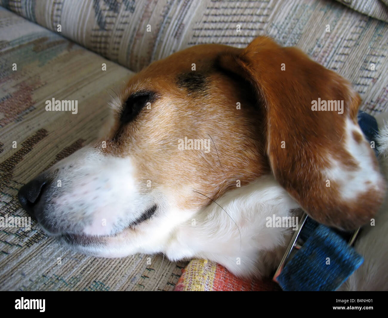 A macro shot of a sleepy beagle dog s nose and face Stock Photo - Alamy
