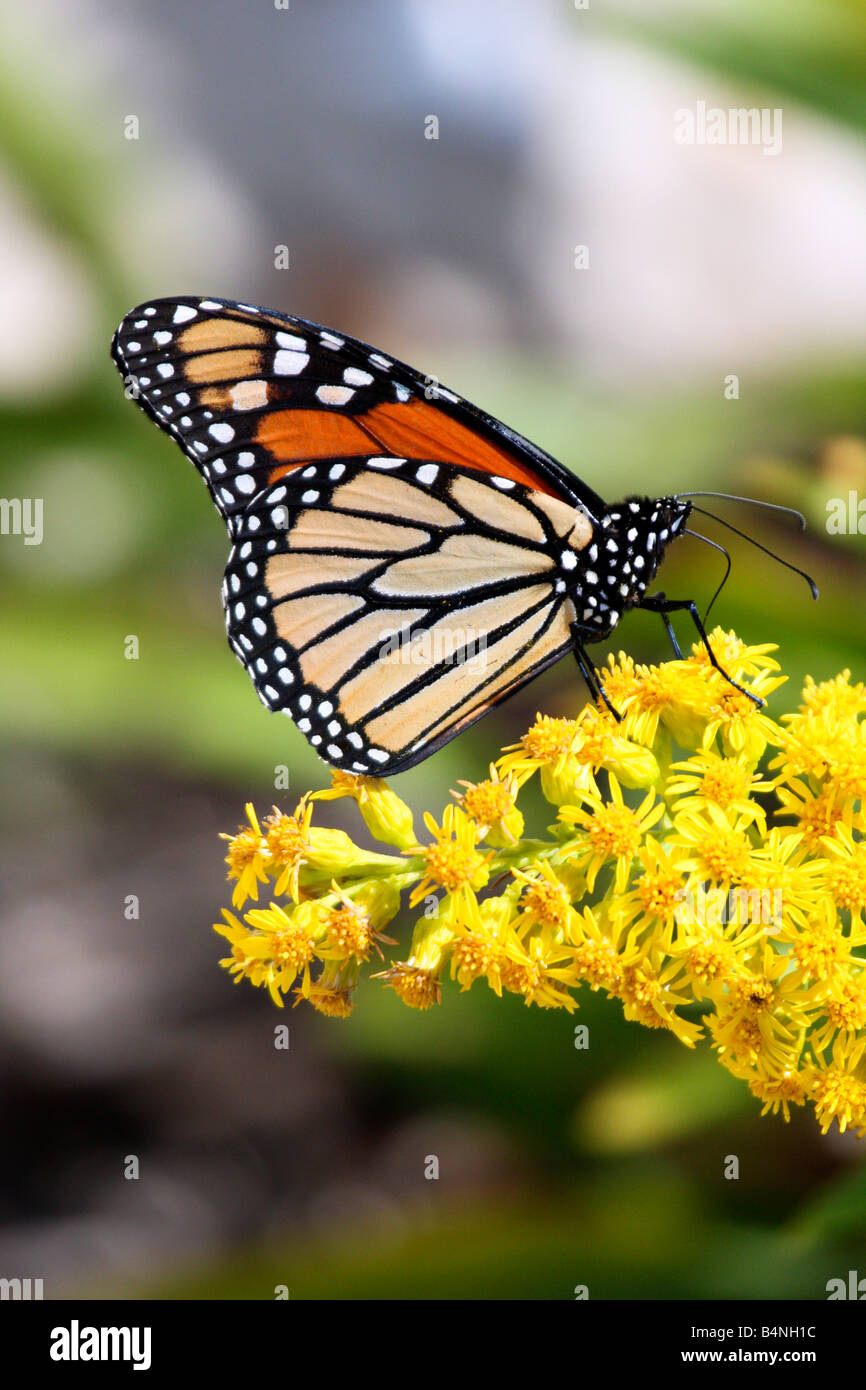 Monarch Butterfly with wings folded on Seaside Goldenrod Stock Photo ...