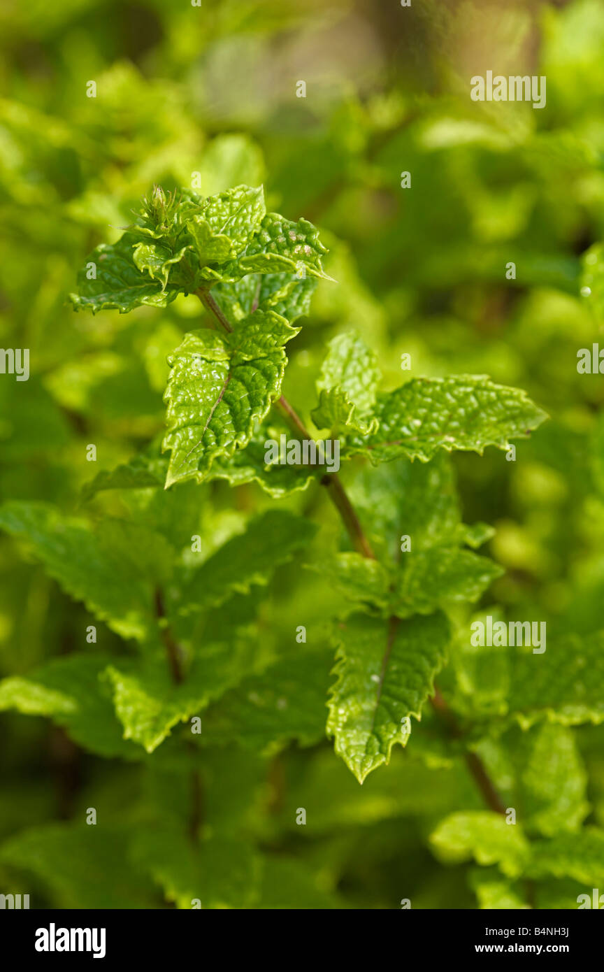 Mint plant, Mentha Stock Photo - Alamy